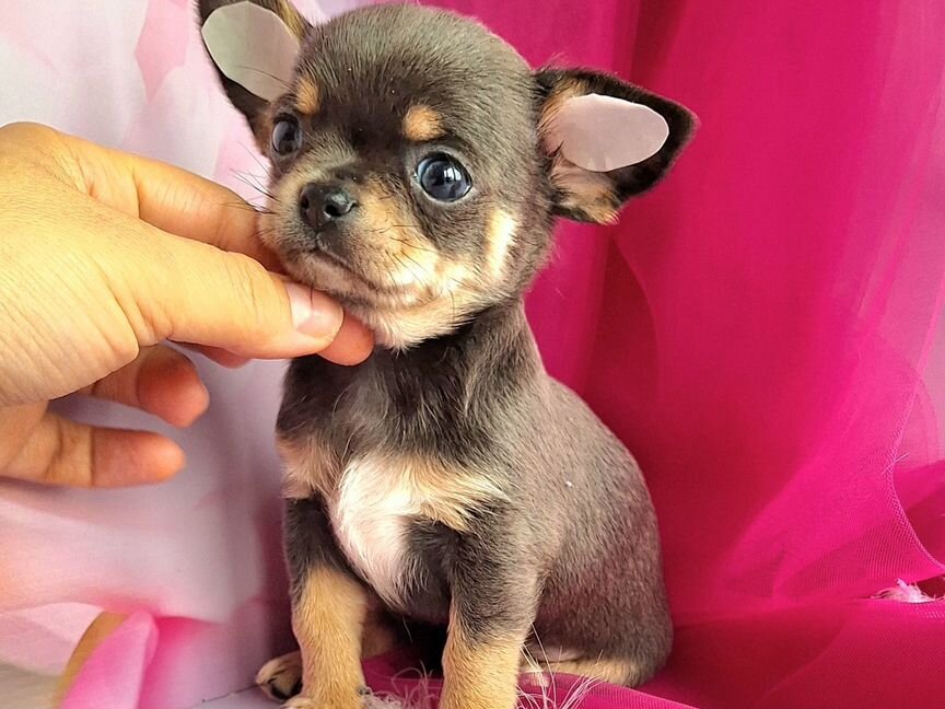 Голубое чудо