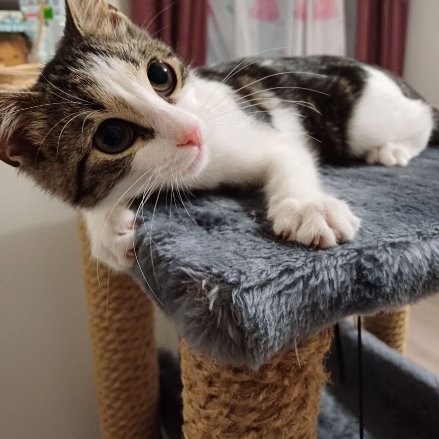 Кошечка, 3-5 месяцев