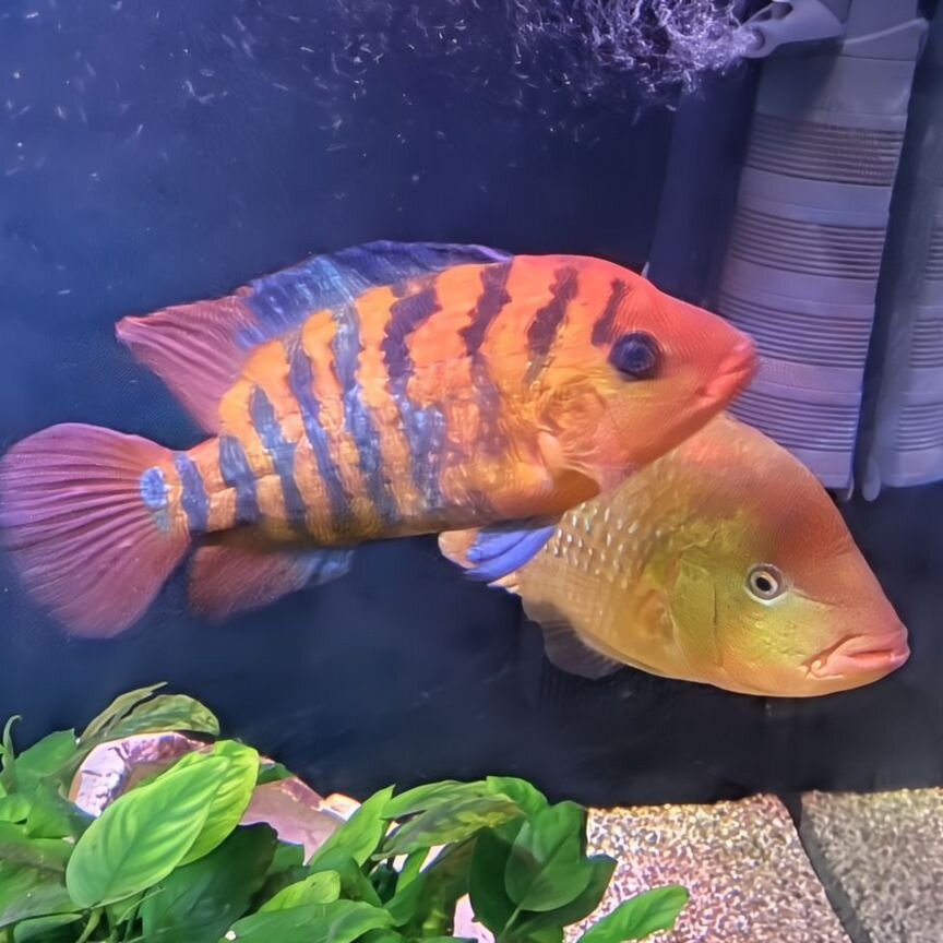 Цихлазома Фесты, пара