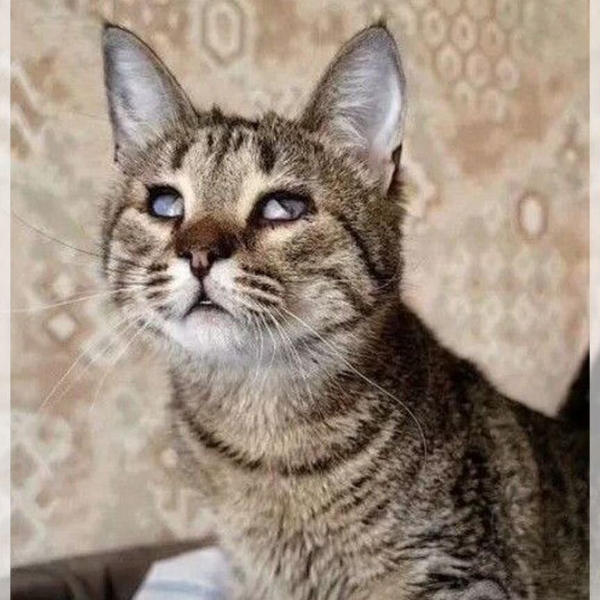 Он видит сердцем