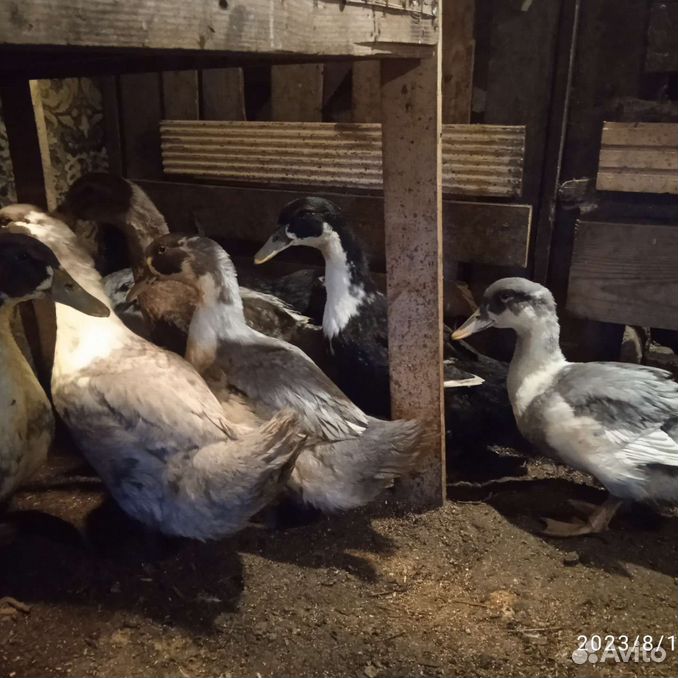 Утки, селезень, гусак(продажа, обмен)