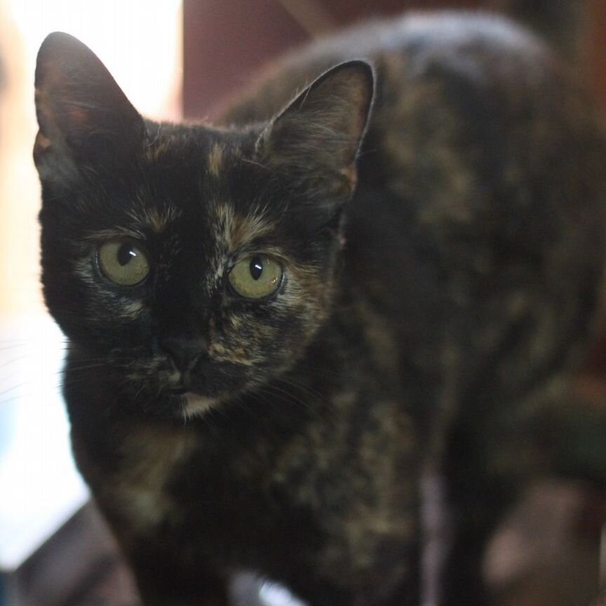 Кошка в добрые руки