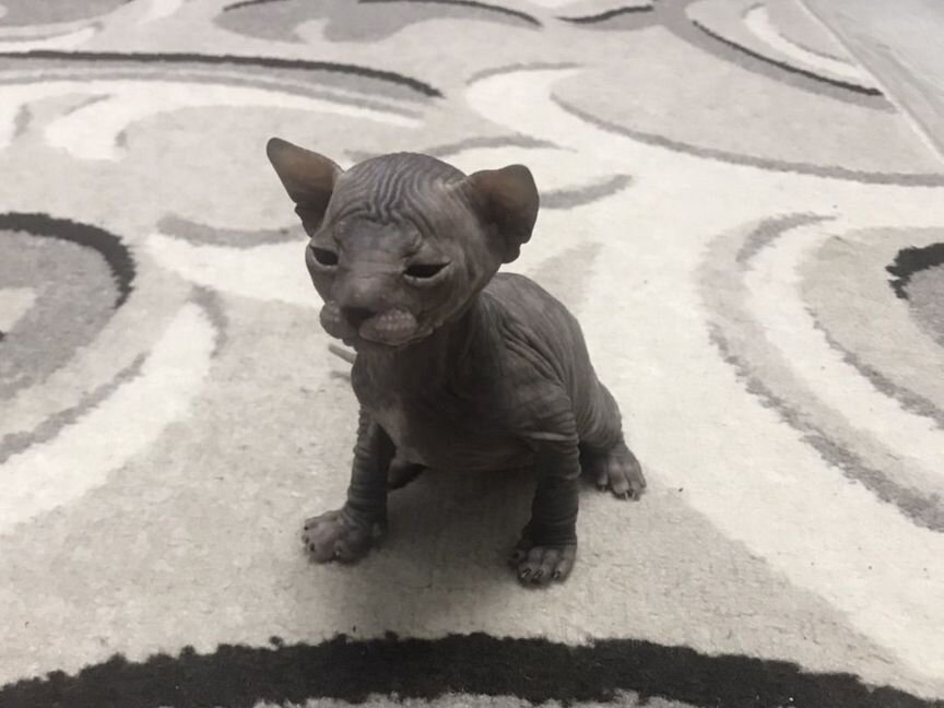 Украинский левкой