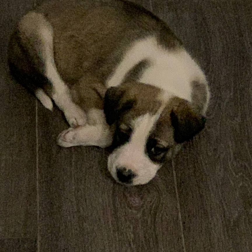 Щенок в добрые руки мальчик