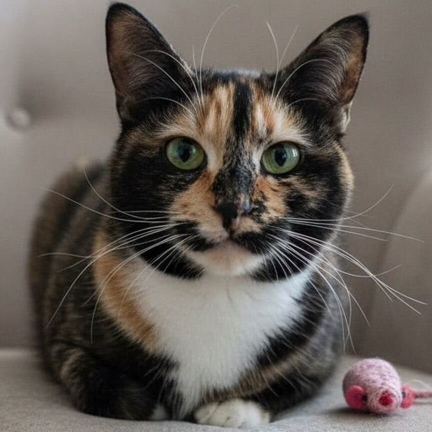 Взрослая, Девочка кошка в добрые руки