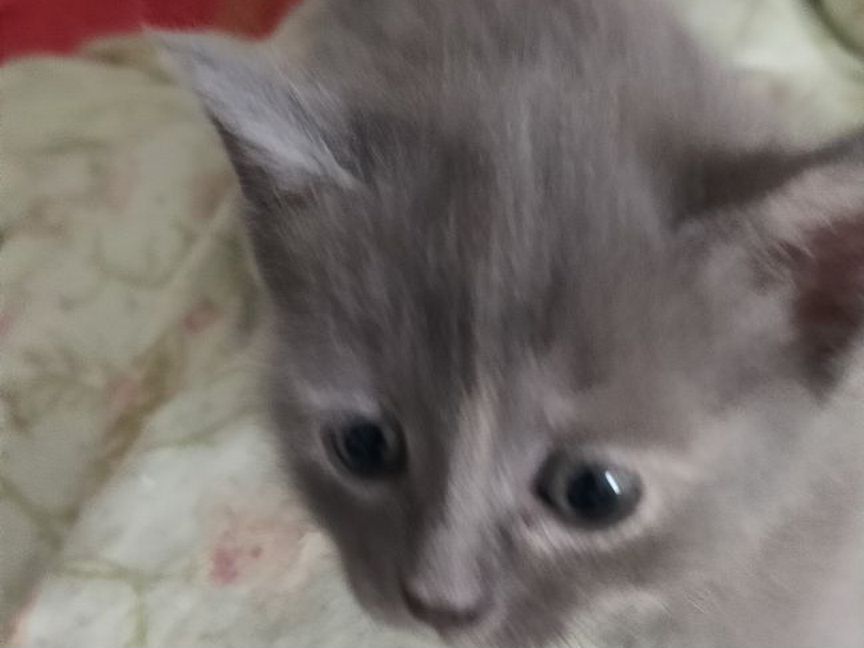 Кошка