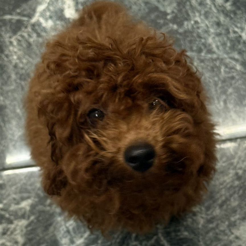 Той-пудель, щенок