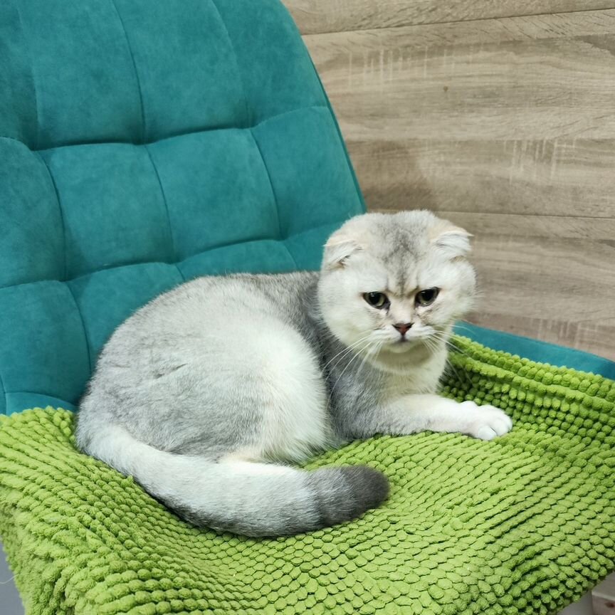 Шотландская кошечка
