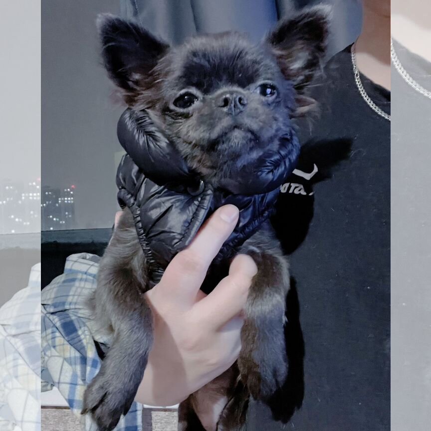 Чихуахуа, щенок