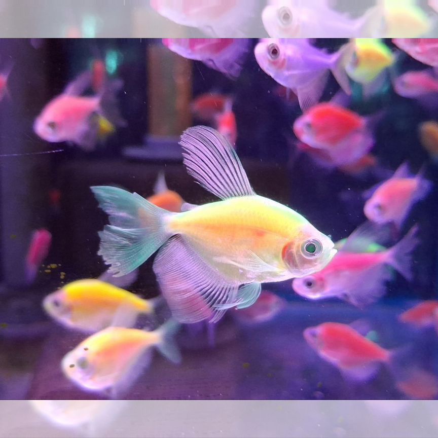 Тернеции GLO Аквариумные рыбки