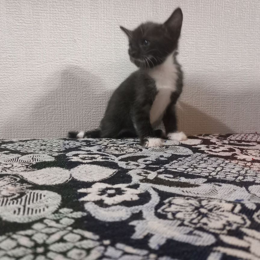 Отдам в добрые руки котят