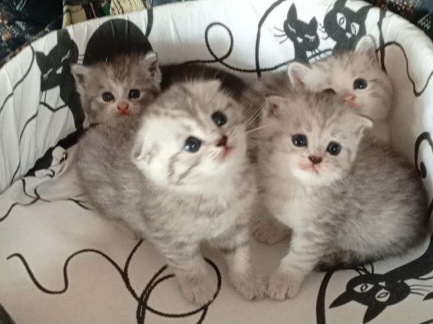 Серебристые котята
