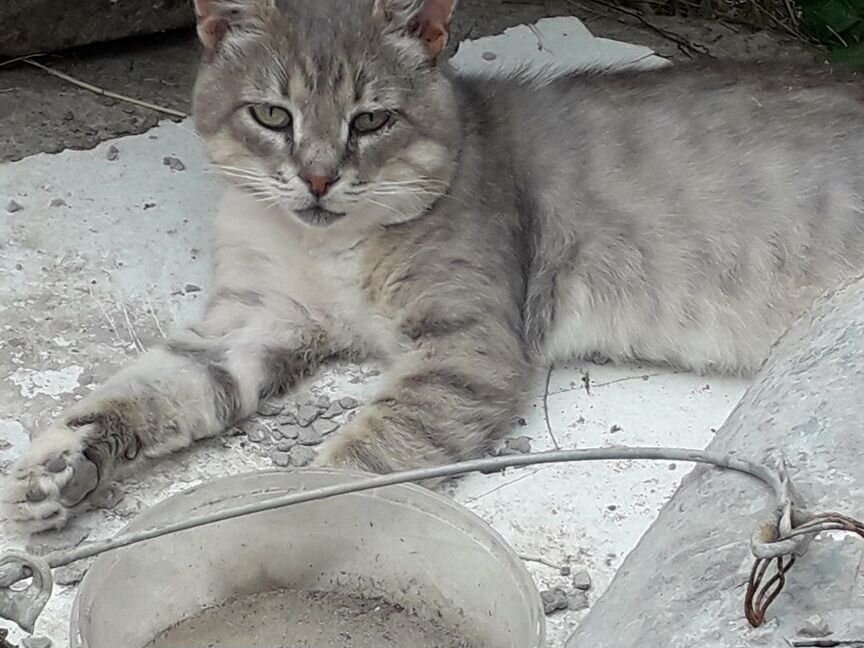 Приблудился кот