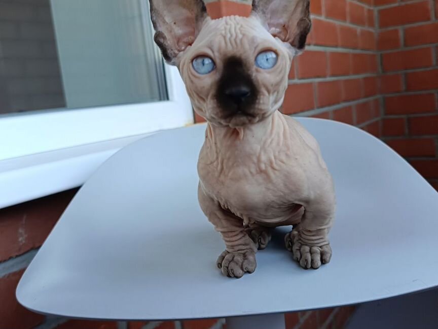 Мини бамбино