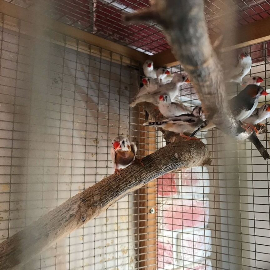 Птицы амадины