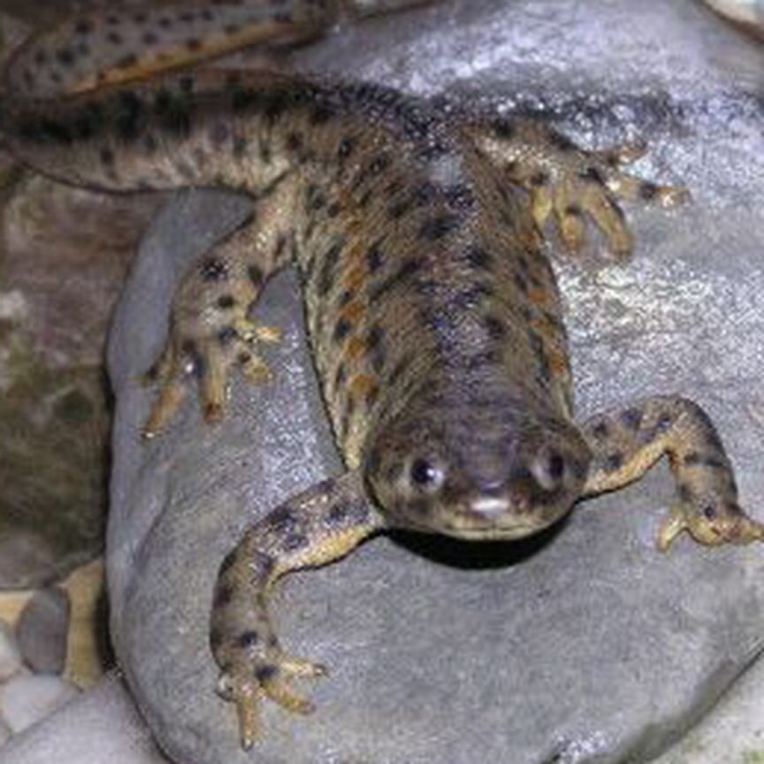 Тритон иглистый