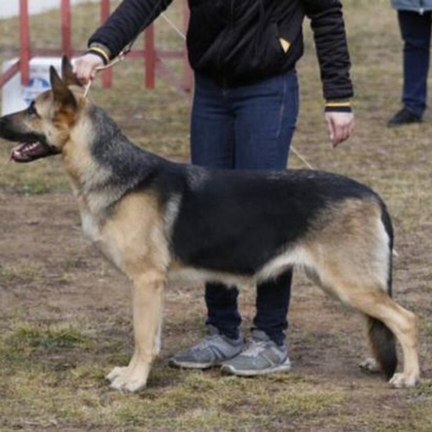 Щенки - Восточноевропейская овчарка