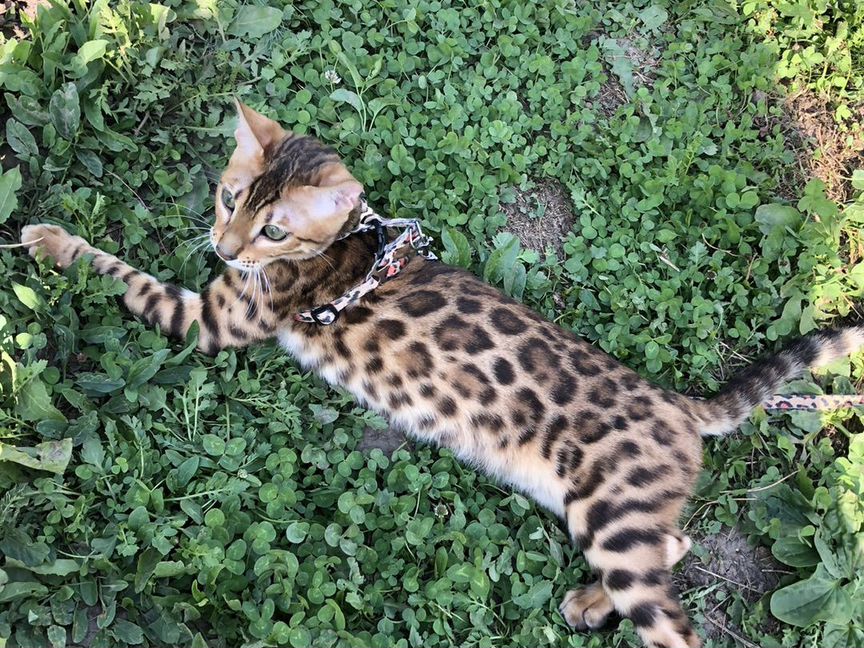 Бенгальские котята