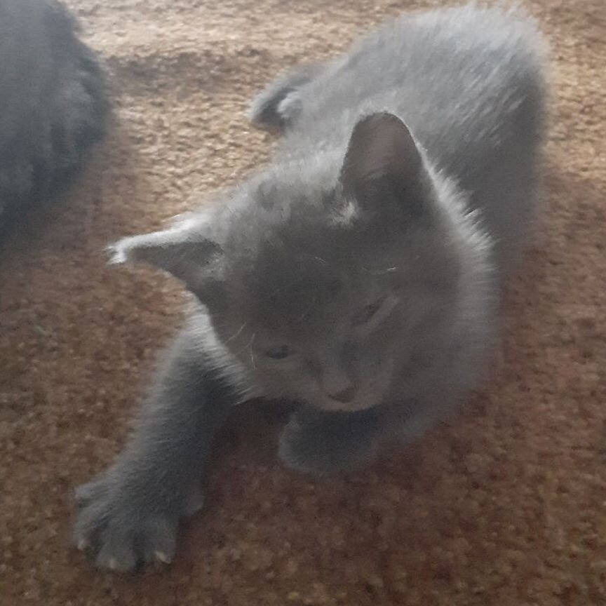 Кошечка