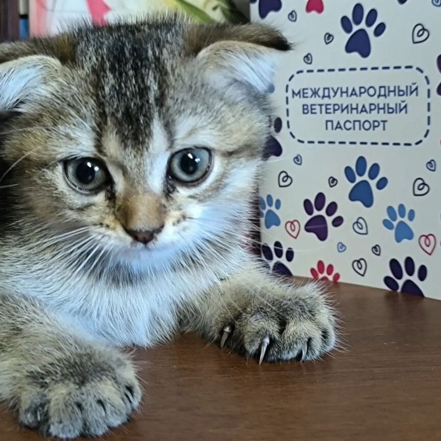 Шотландский вислоухий короткошёрстный котёнок