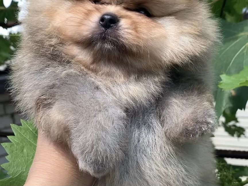 Очень красивые детки