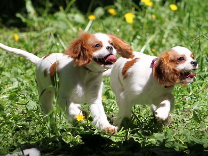 Кавалер кинг чарльз спаниель