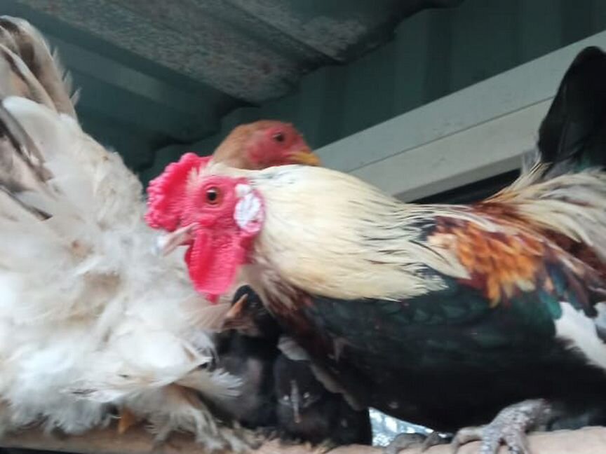 Петушки бентамки