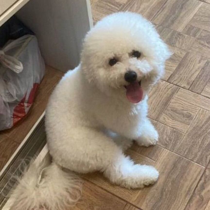 Бишон фризе вязка мальчик