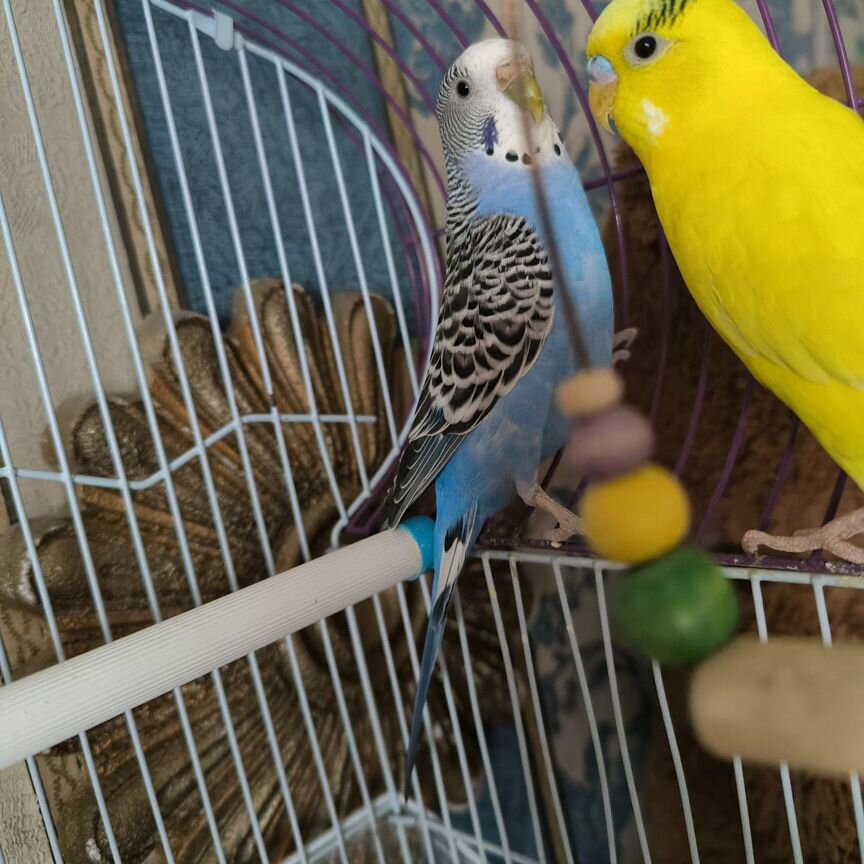 Волнистый попугай с клеткой