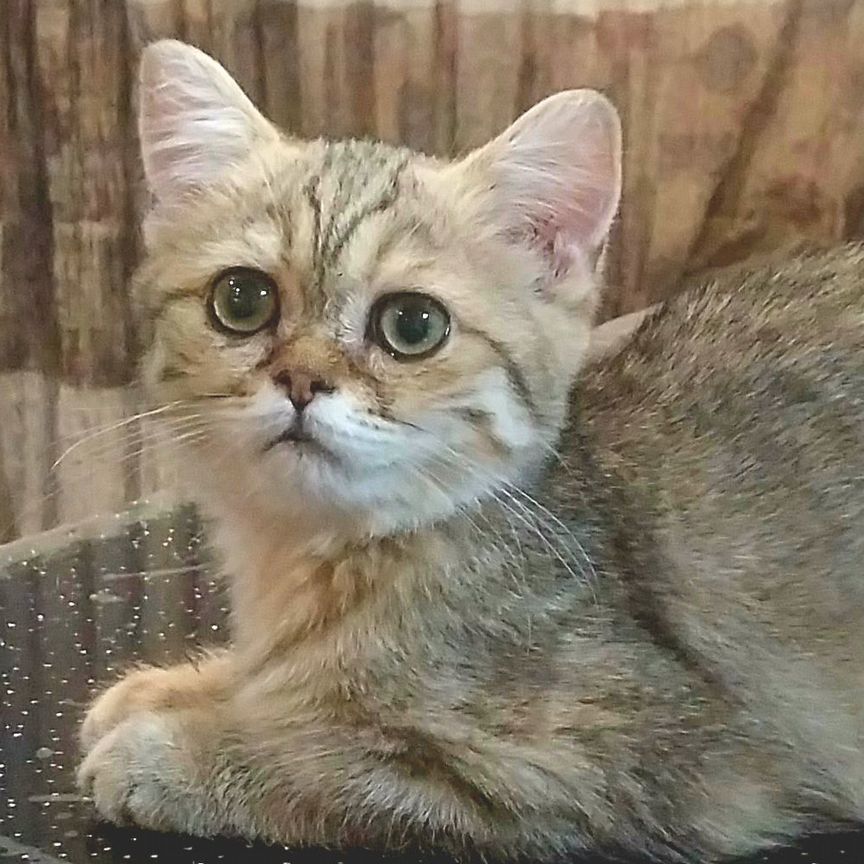 Шотландский котёнок, девочка