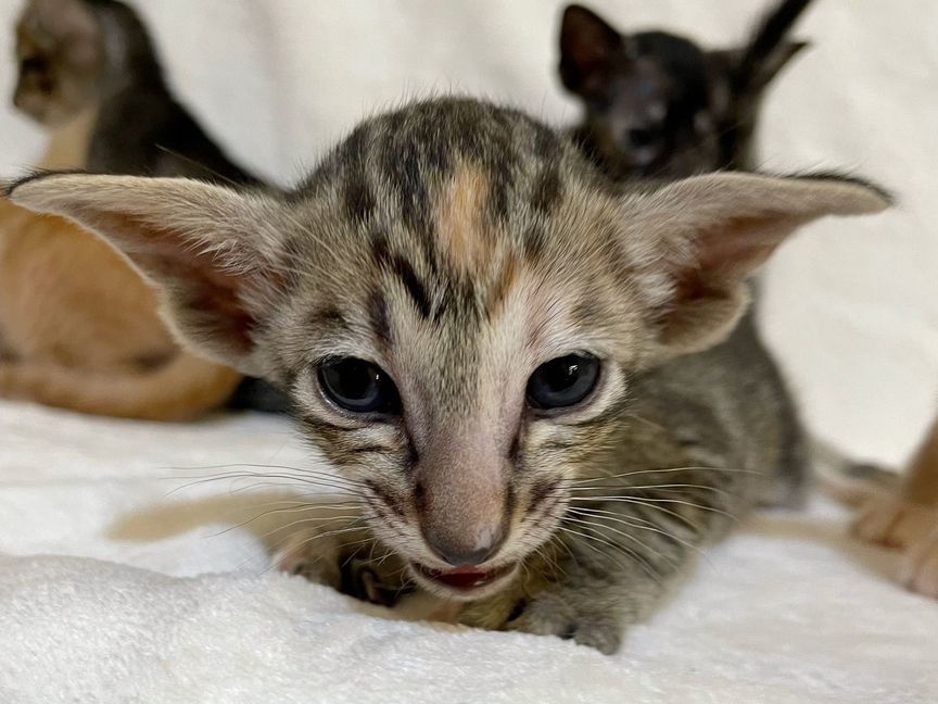 Ориентальный котенок девочка