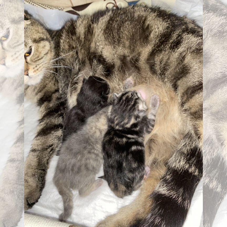 Шотландский вислоухий короткошёрстный котёнок