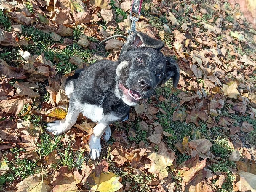 Собаки щенки