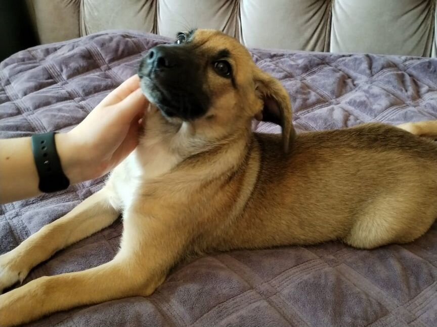 Щеночек Лина в добрые руки