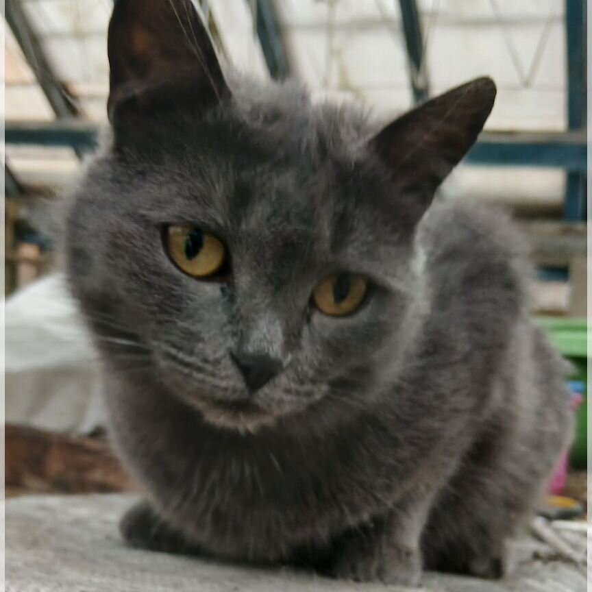 Взрослая, кошка в добрые руки