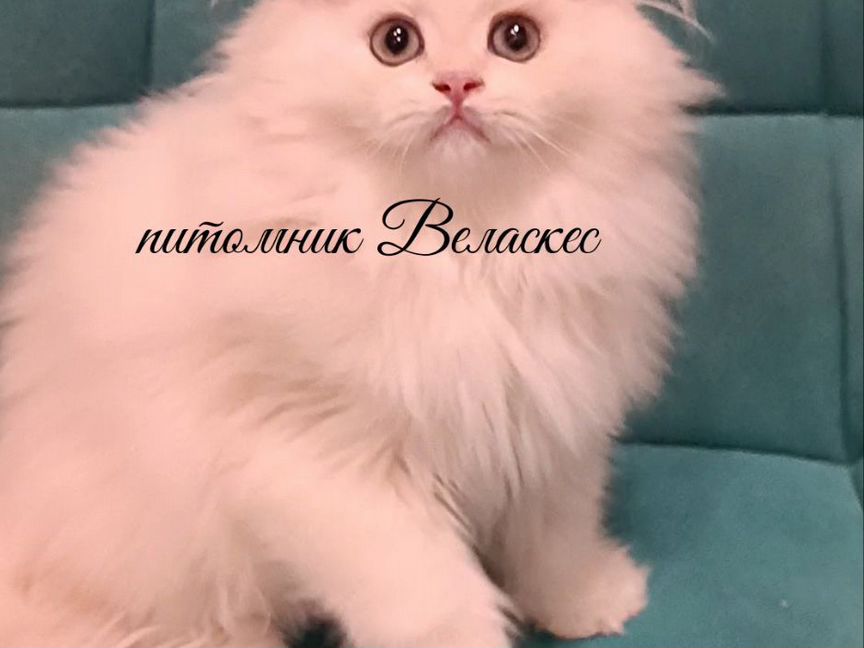 Британская эксклюзивная девочка
