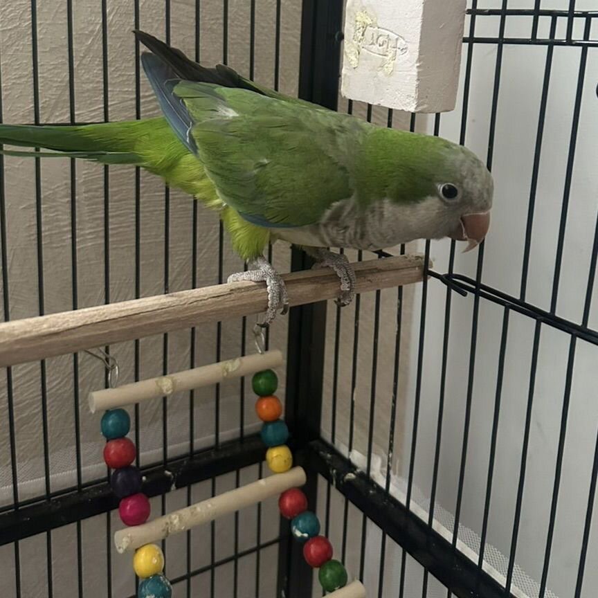 Попугай монах Квакер