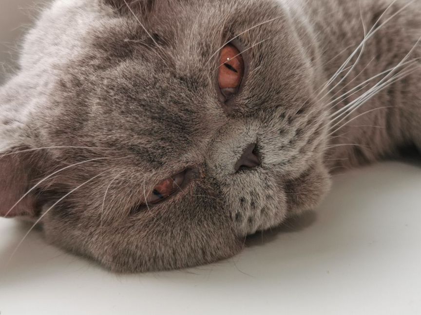 Британская кошечка