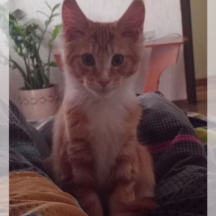 Котята мейн-кун