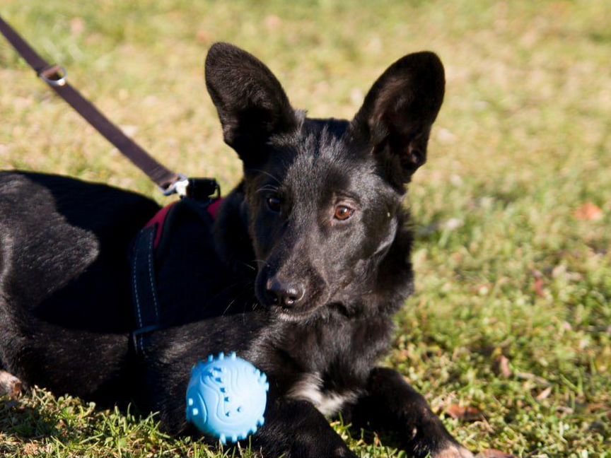Небольшая собака в добрые руки