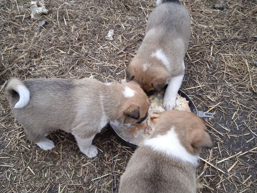 Западно сибирская лайка