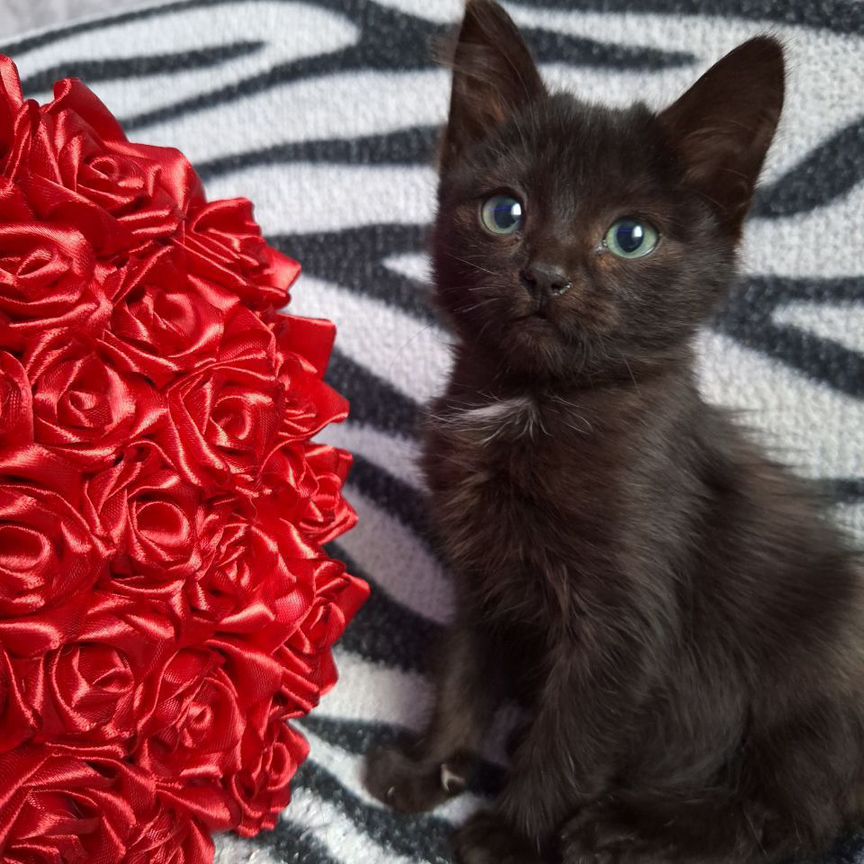 Котята