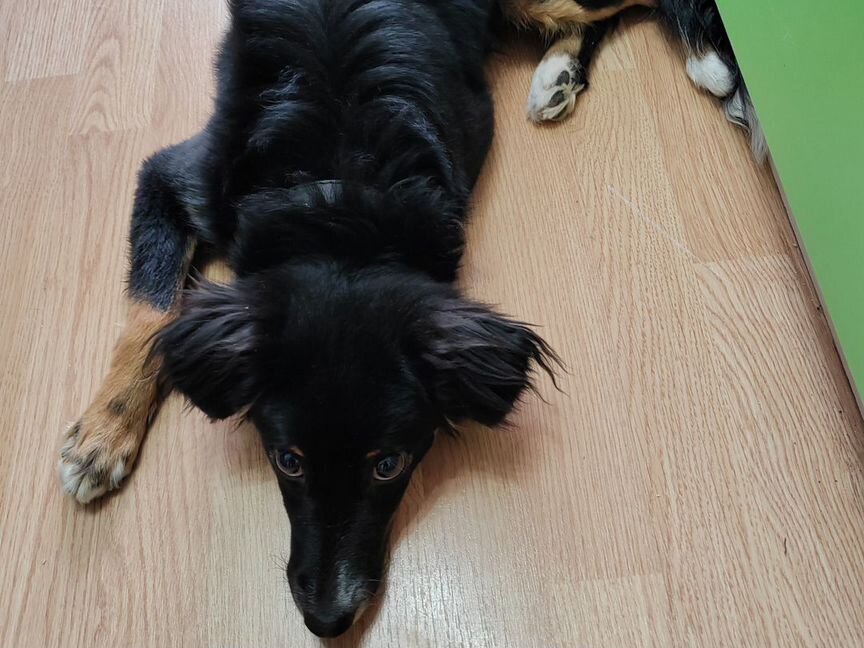 Собака ищет дом