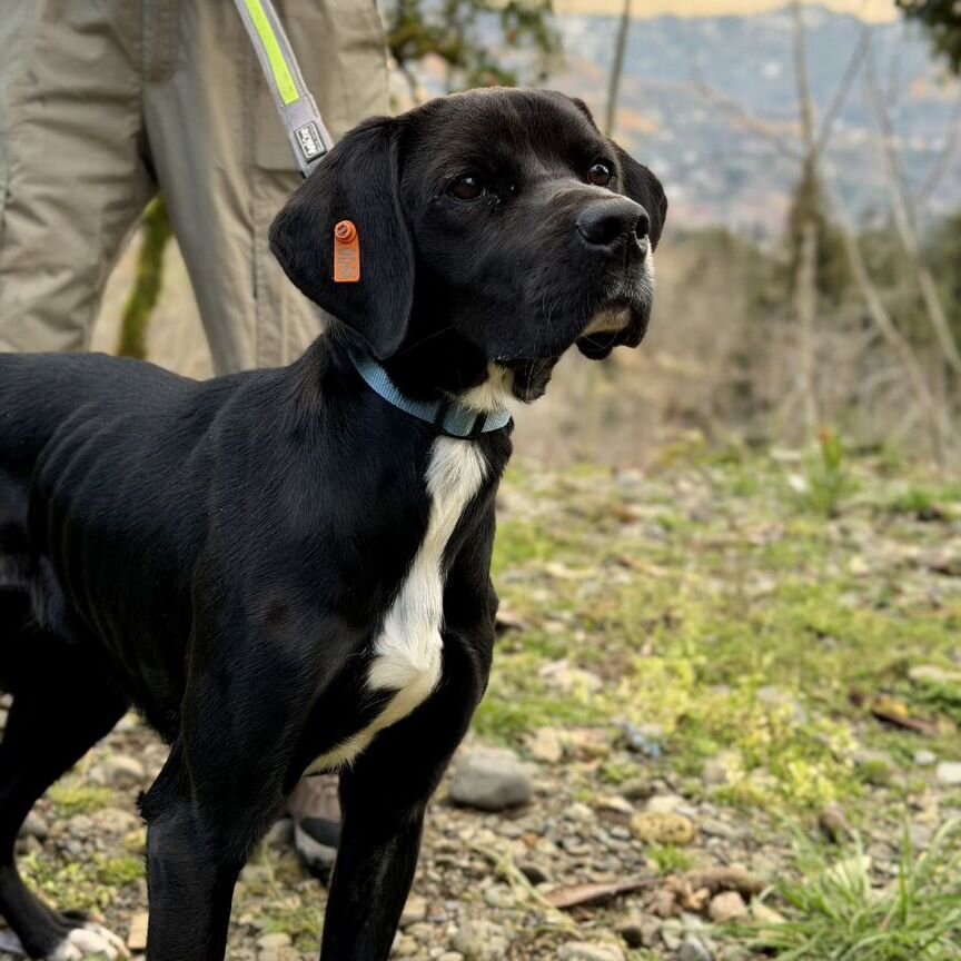 Взрослая собака в добрые руки