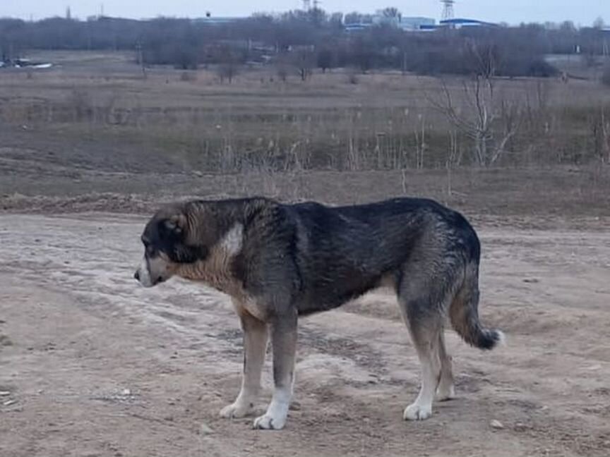 Алабай в добрые руки