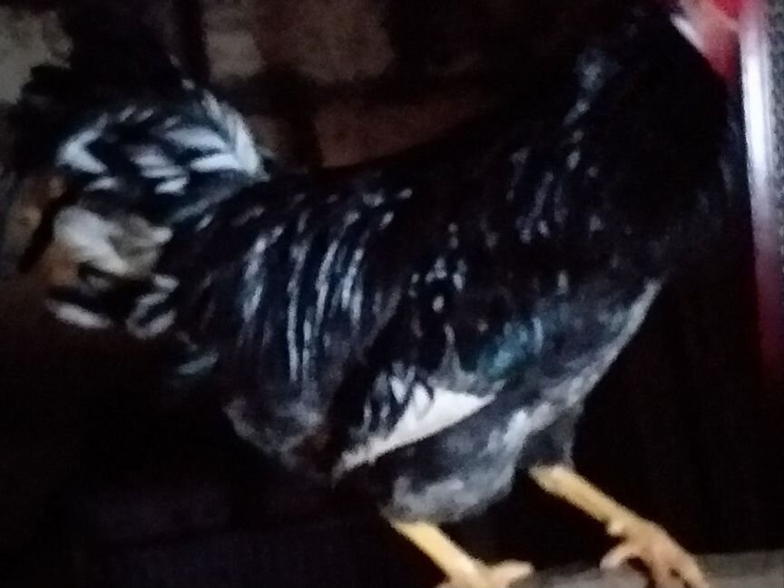 Молодые петушки в с. Новый буян. Петух