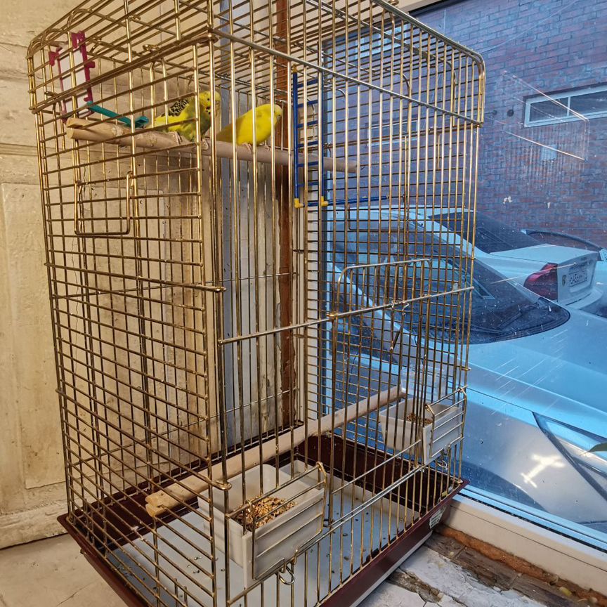 Попугаи с клеткой
