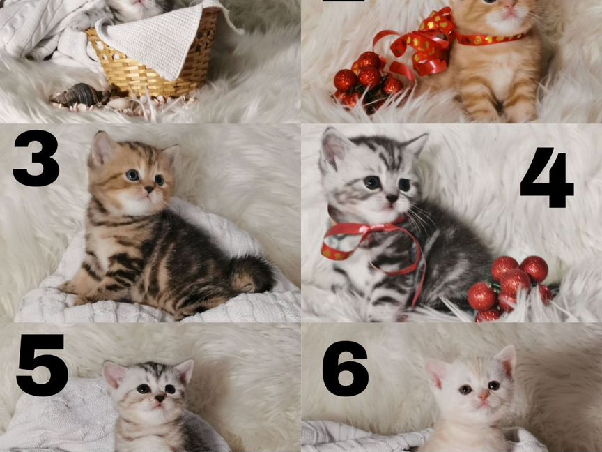Шотландские котята