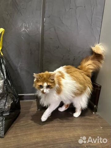 Кошка ищет дом