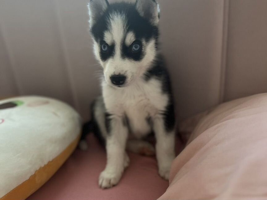 Сибирский хаски